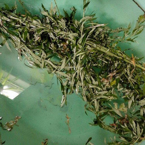 端午节艾叶洗脸 立柱式洗脸盆 小朋友洗脸 第12页 大山谷图库